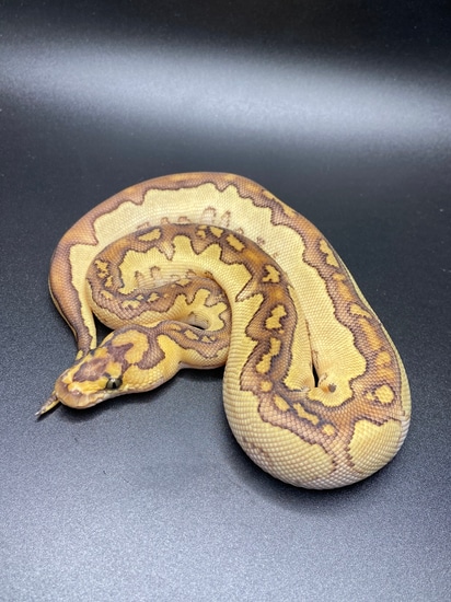 Lesser Clown Ball Python by Central Florida Ball Pythons, LLC