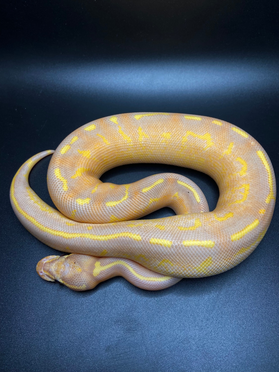 Banana Freeway Ball Python by Central Florida Ball Pythons, LLC ...