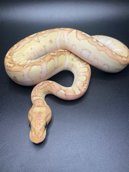 Banana Lesser Clown Ball Python by Central Florida Ball Pythons, LLC