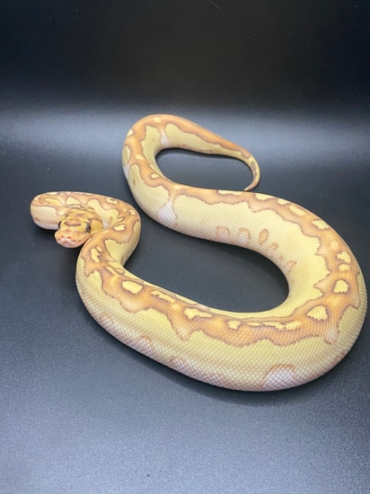 Banana Lesser Clown Ball Python by Central Florida Ball Pythons, LLC