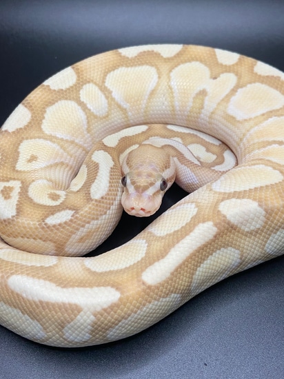 Banana Lesser Combo Ball Python by Central Florida Ball Pythons, LLC