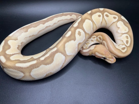 Banana Lesser Combo Poss Bongo OD Ball Python by Central Florida Ball Pythons, LLC