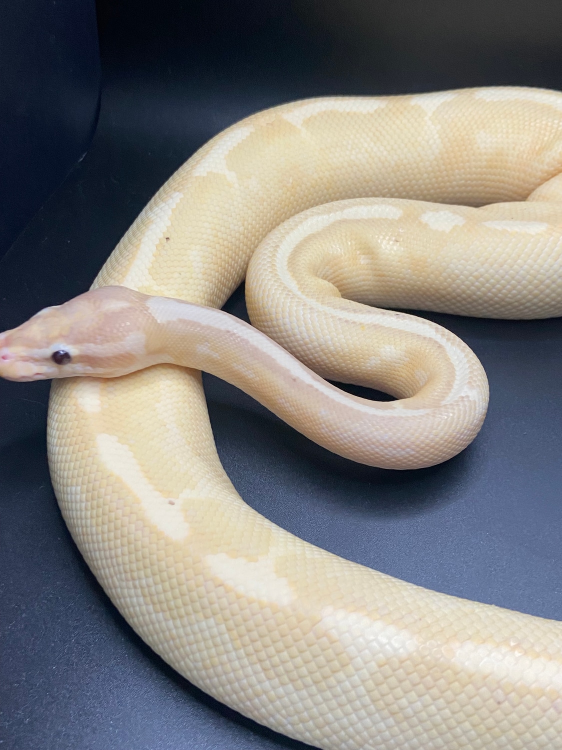 Banana Road Rage (Asphalt Spark) Subadult Ball Python by Central ...