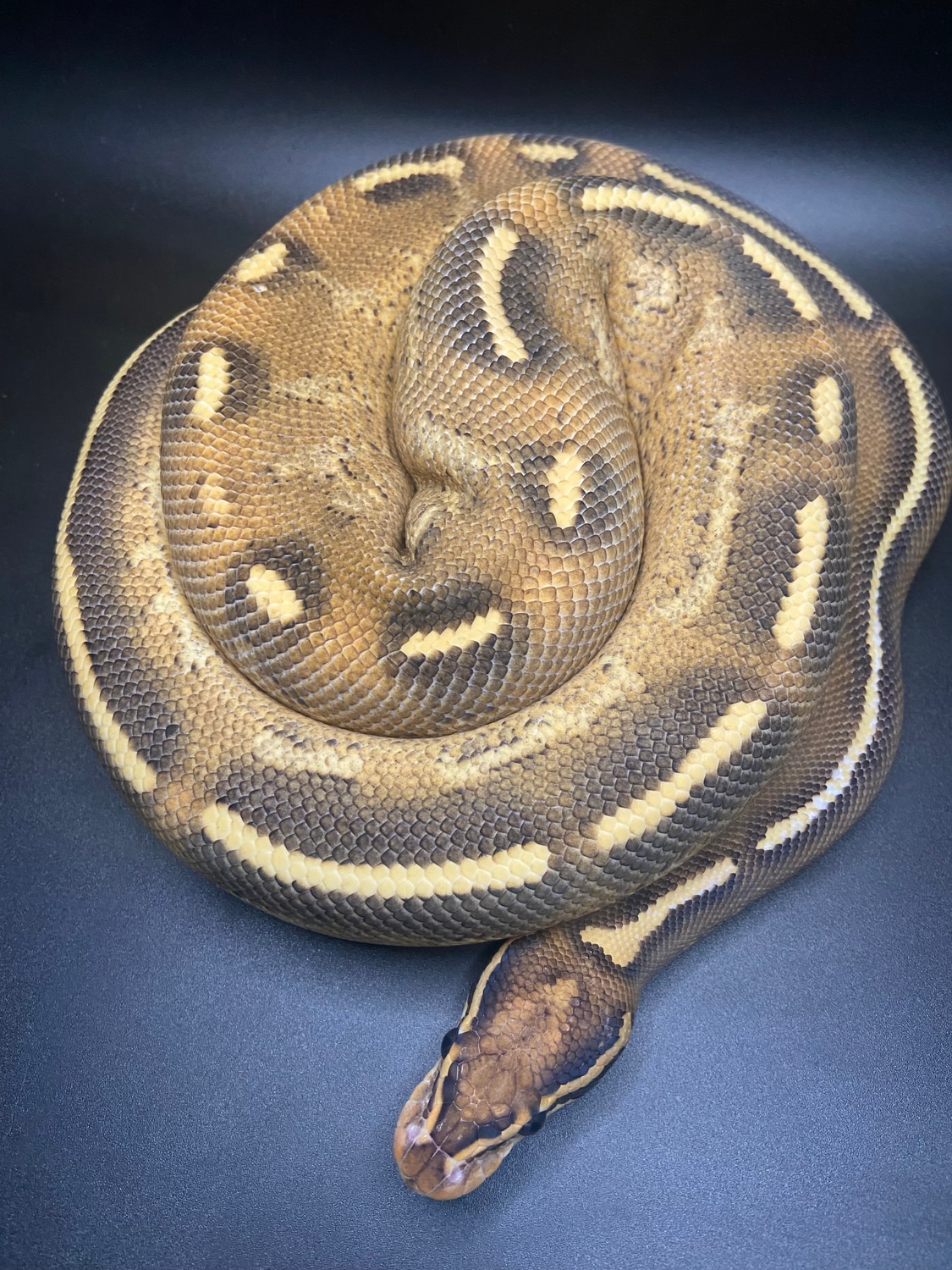 Freeway Subadult 640g Ball Python by Central Florida Ball Pythons, LLC ...