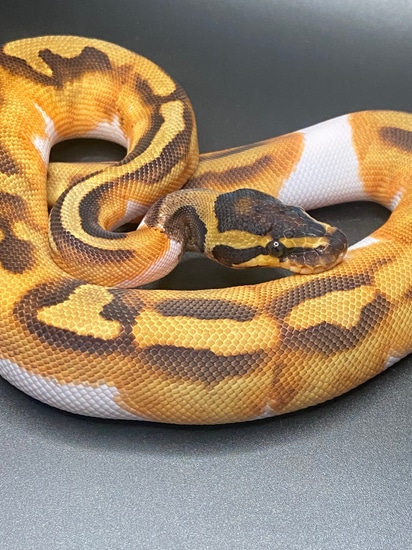 Enchi OD Pied Ball Python by Central Florida Ball Pythons, LLC