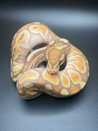 Banana OD Lesser Poss Bongo Ball Python by Central Florida Ball Pythons ...
