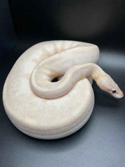 Super Banana PLUS Poss. Bongo, OD, Lesser,Pastel 580g Ball Python by ...