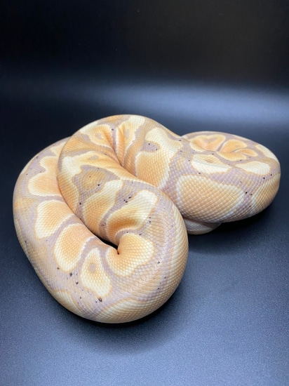 Banana/CG Orange Dream 400g Female Ball Python by Central Florida Ball Pythons, LLC