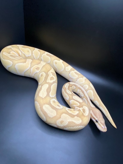 RTB 840g Female Maker Banana Lesser 100% Het Clown Ball Python by ...