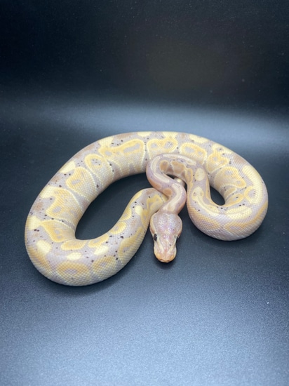 Banana Ball Python by Central Florida Ball Pythons, LLC