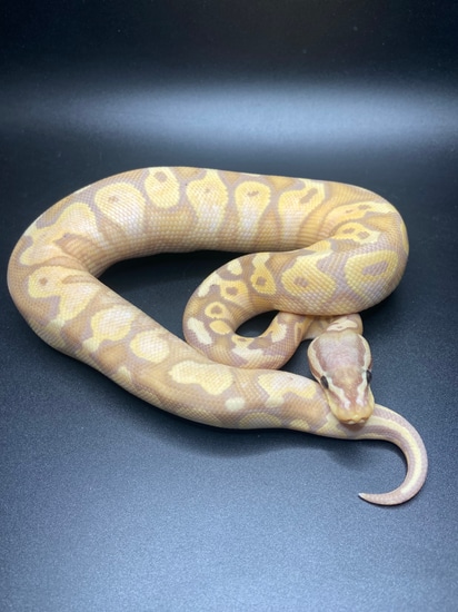 Banana Combo Ball Python by Central Florida Ball Pythons, LLC