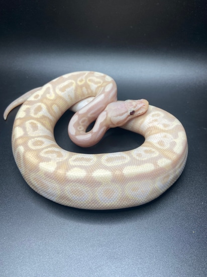 Super Banana Pastel Poss Asphalt Ball Python by Central Florida Ball ...