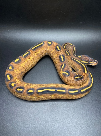Freeway Possible GHI Ball Python by Central Florida Ball Pythons, LLC