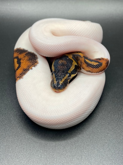 Pied Ball Python by Central Florida Ball Pythons, LLC