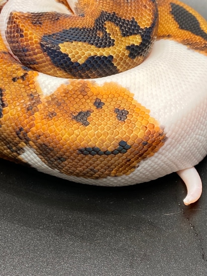 Emoji Pied Ball Python by Central Florida Ball Pythons, LLC