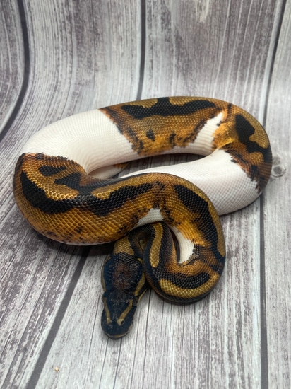 Pied Ball Python by Central Florida Ball Pythons, LLC