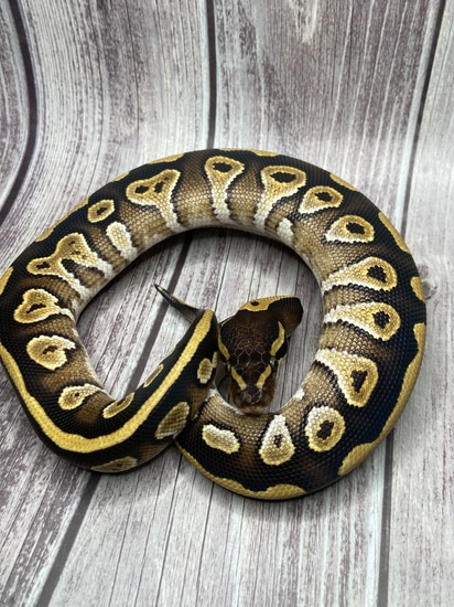 Mojave 100% Het Pied Ball Python by Central Florida Ball Pythons, LLC