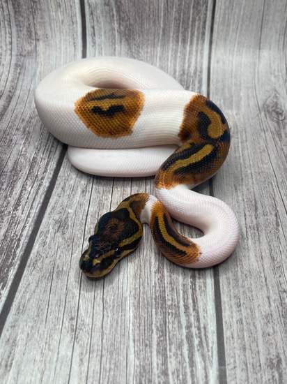 Pied Ball Python by Central Florida Ball Pythons, LLC