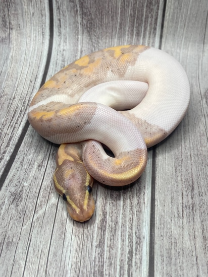 Banana Pied Ball Python by Central Florida Ball Pythons, LLC