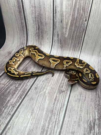 Mojave 100% Het Pied Ball Python by Central Florida Ball Pythons, LLC