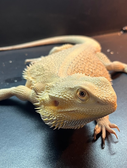 Hypo Witblits Central Bearded Dragon by Evolution Dragons