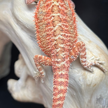 Evolution Dragons - MorphMarket