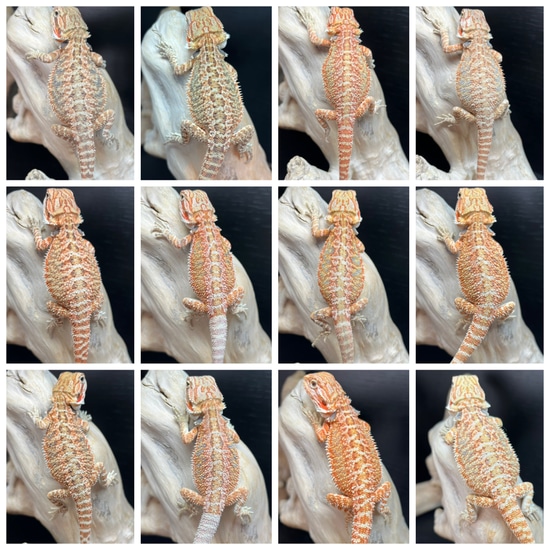 WHOLESALE LOT Bearded Dragons Half Red Monster Het Witblits Central Bearded Dragon by Evolution ...