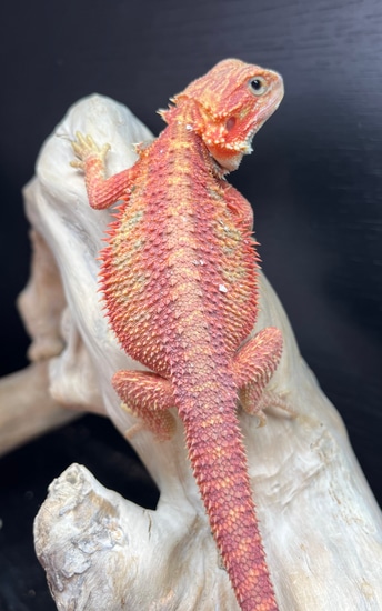 Half Red Monster Het Witblits *Holdback Release* Central Bearded Dragon by Evolution Dragons
