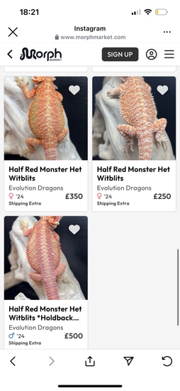 Group Of 11x Half Red Monster Het Witblits Babies Central Bearded Dragon by Evolution Dragons