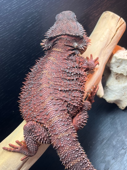 100% Dark Red Monster Central Bearded Dragon by Evolution Dragons
