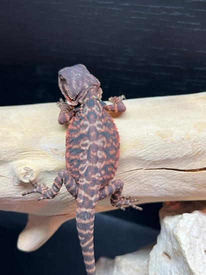 100% Red Monster Leatherback Tiger Central Bearded Dragon by Evolution Dragons