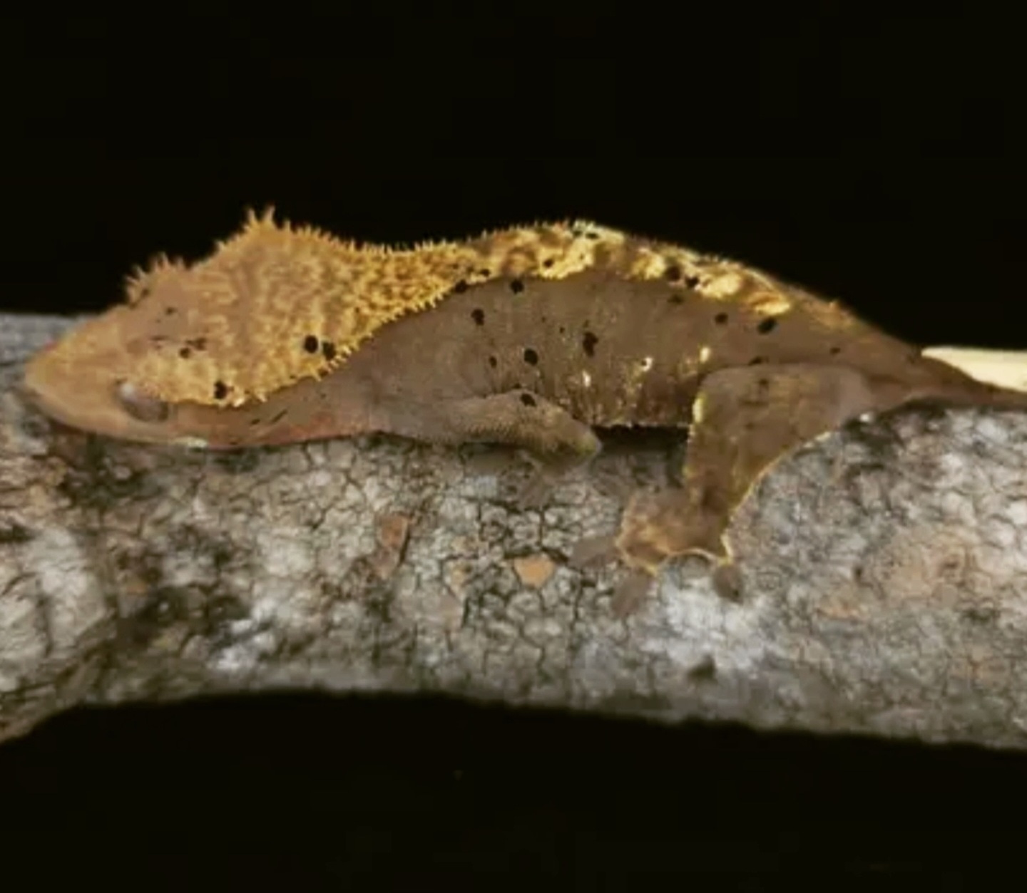 Flame Dalmatian Crested Gecko by Evolver Reptiles - MorphMarket