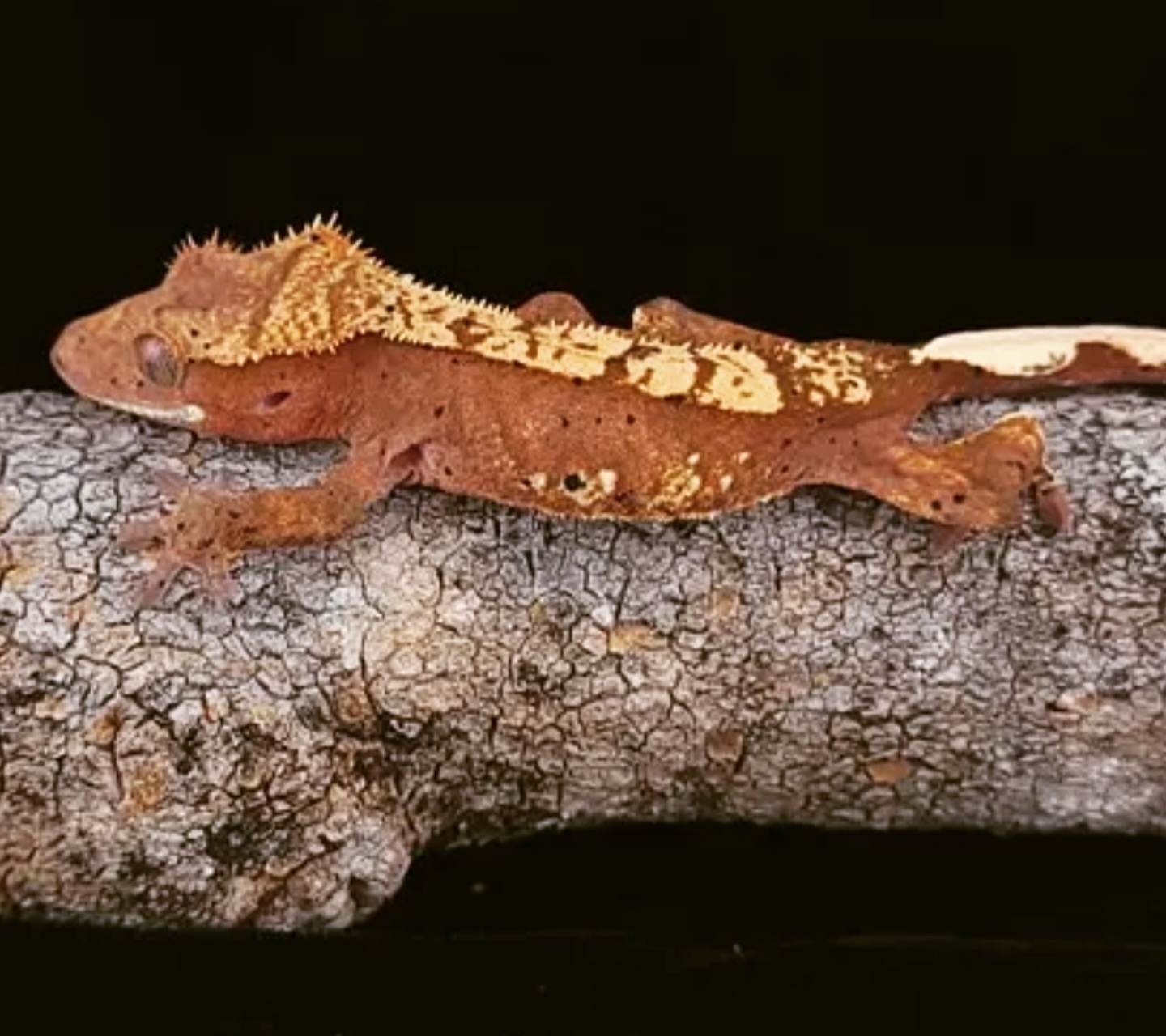 Flame Dalmatian Crested Gecko by Evolver Reptiles - MorphMarket