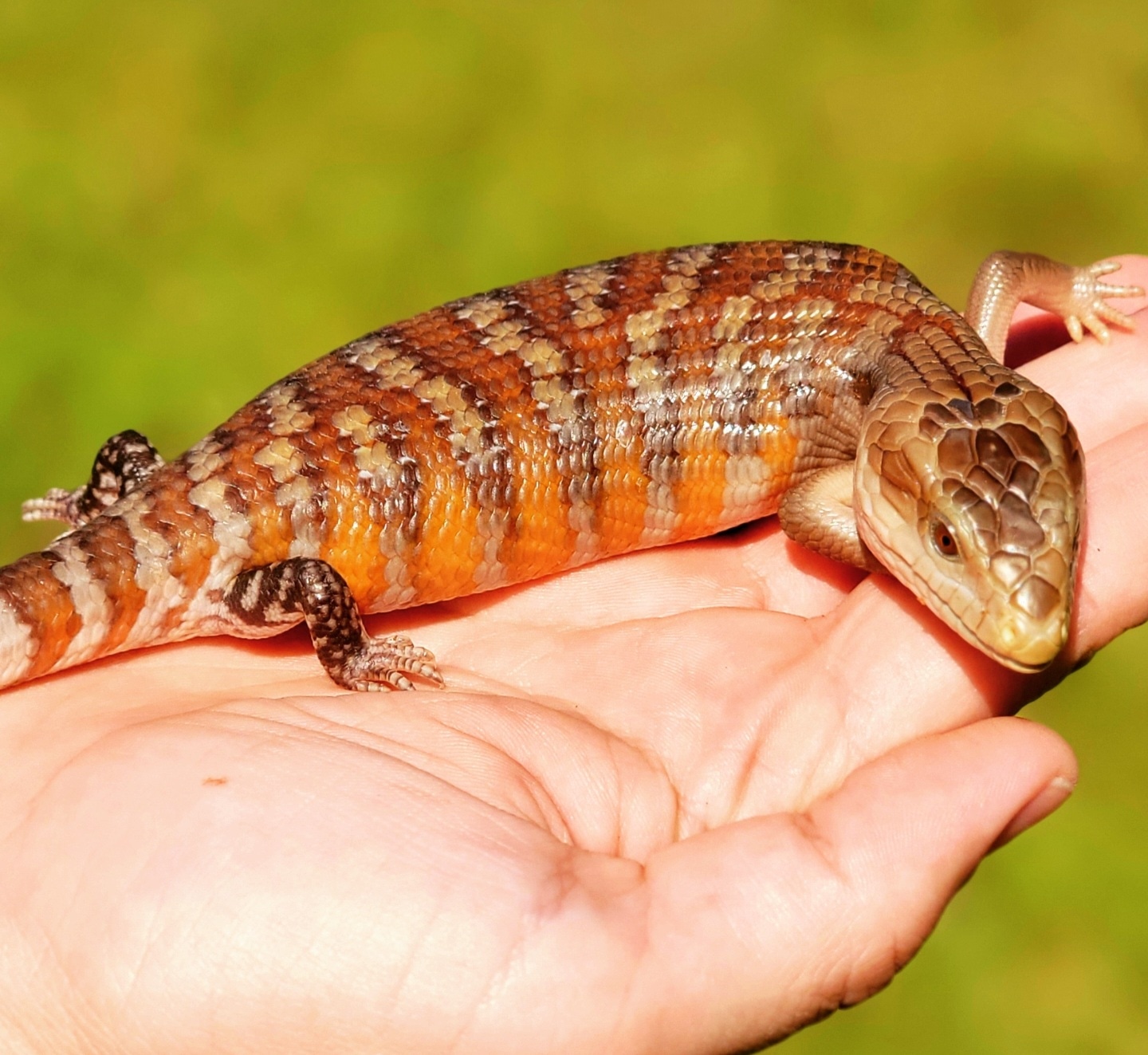 Cbb 2022 Northern Blue-Tongued Skink by Evolver Reptiles - MorphMarket