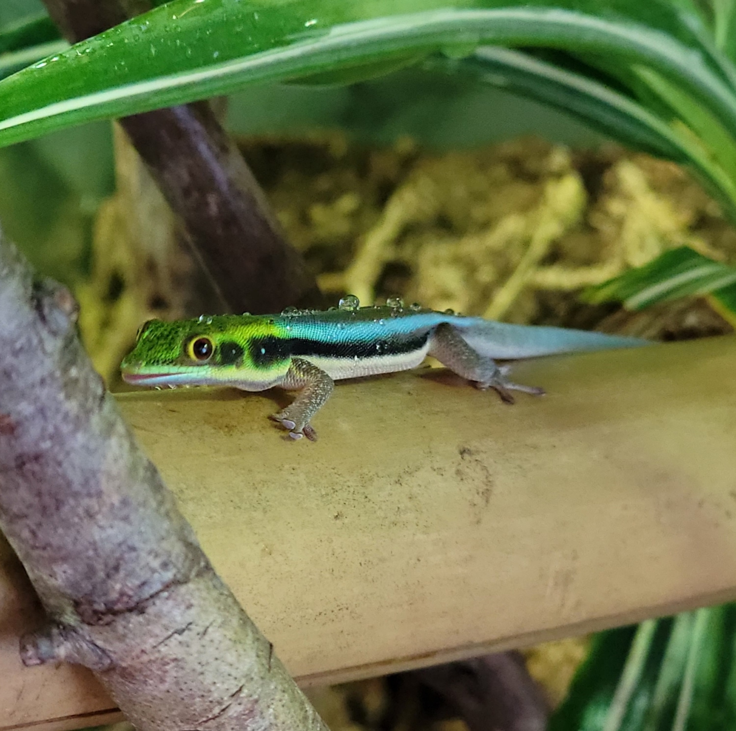 Neon Phelsuma Klemmeri Day Gecko by Evolver Reptiles - MorphMarket