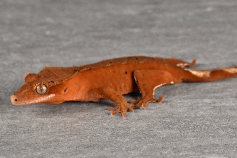 Red Patternless Crested Gecko by Evolver Reptiles - MorphMarket