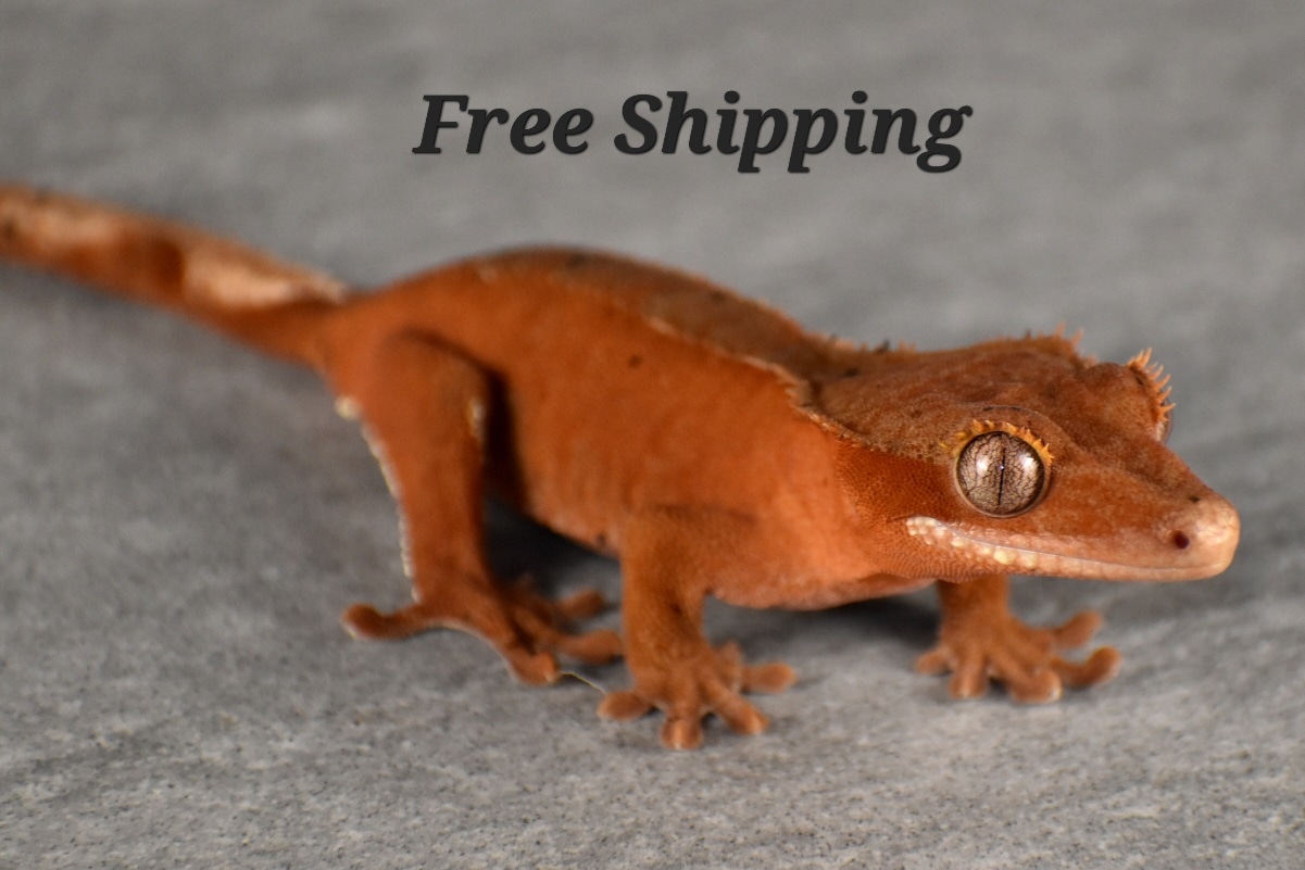 Red Patternless Crested Gecko by Evolver Reptiles - MorphMarket