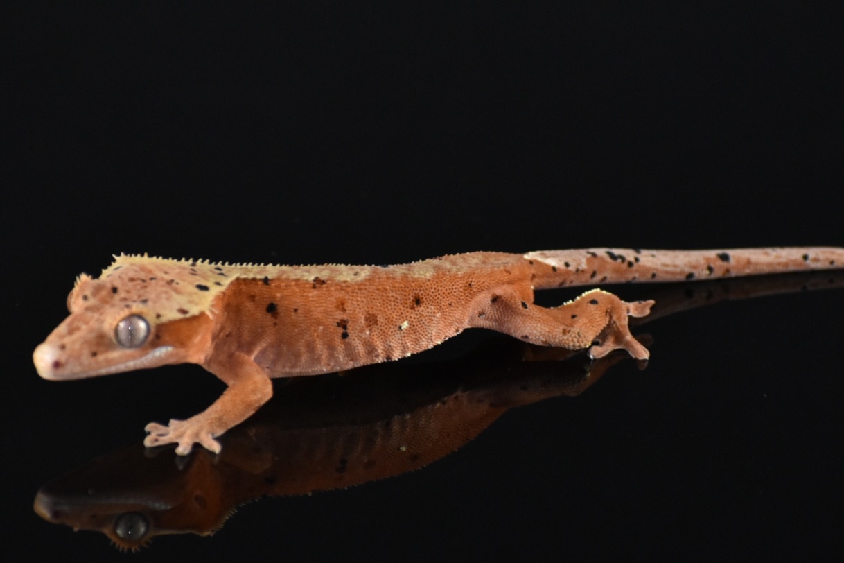 Red Crested Gecko by Evolver Reptiles - MorphMarket