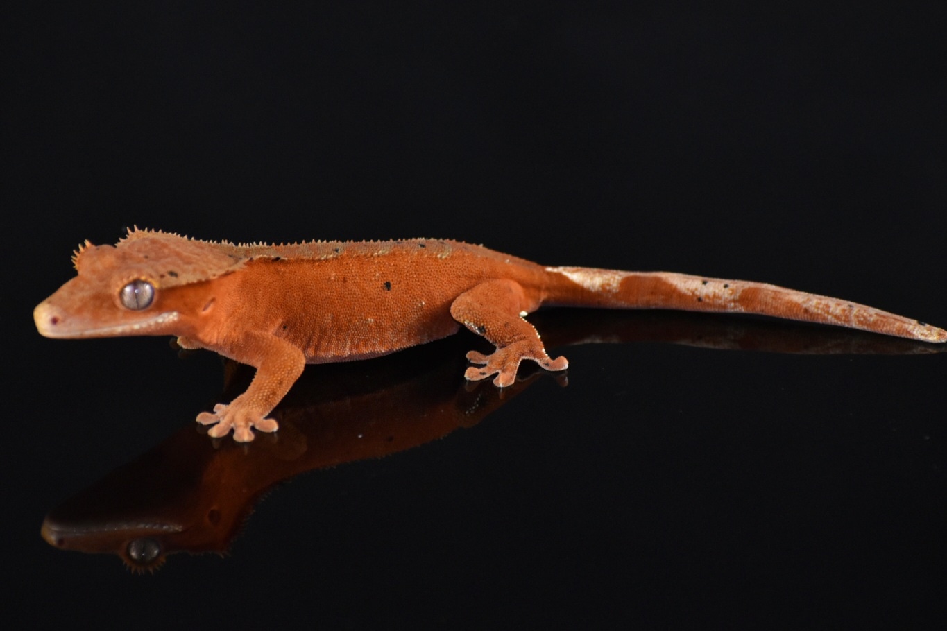 Red Patternless Crested Gecko by Evolver Reptiles - MorphMarket