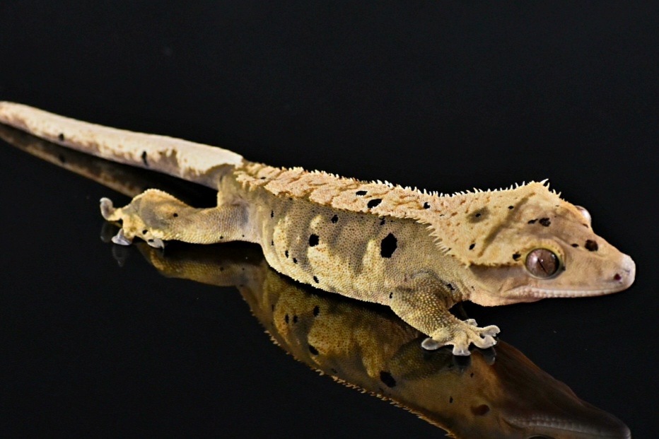 Brindle Inkspot Crested Gecko by Evolver Reptiles - MorphMarket