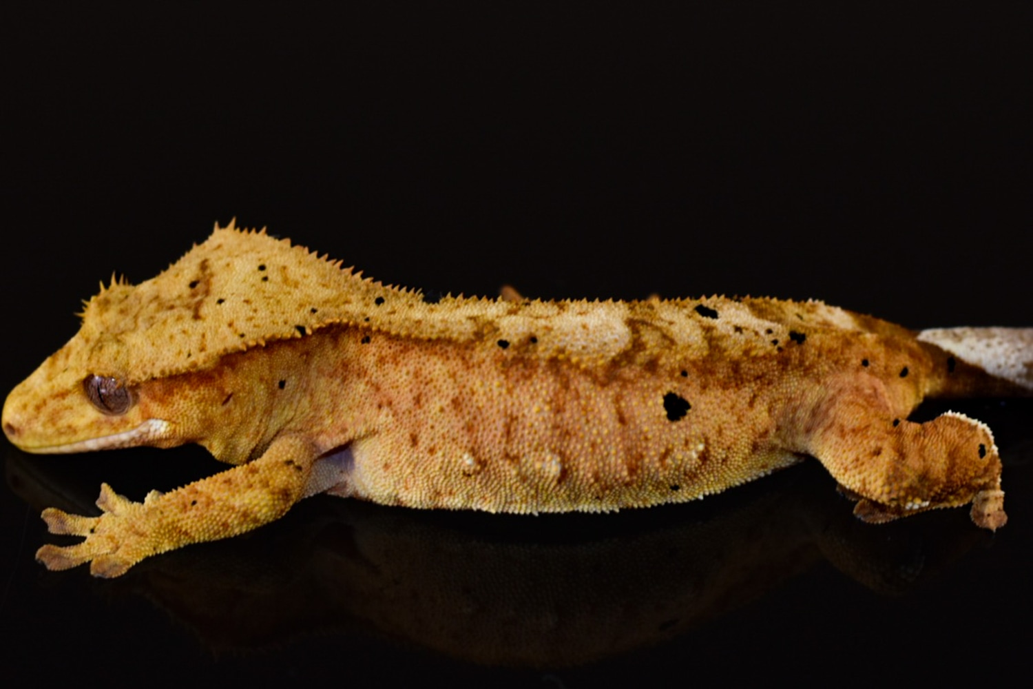 Brindle Dal Female Crested Gecko by Evolver Reptiles - MorphMarket