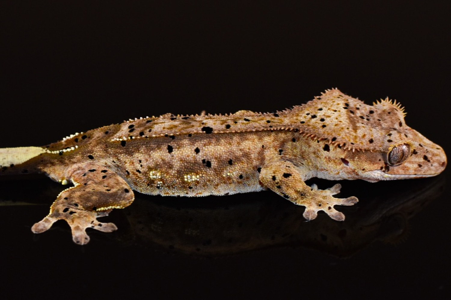 Brindle Dalmatian Female Crested Gecko by Evolver Reptiles - MorphMarket