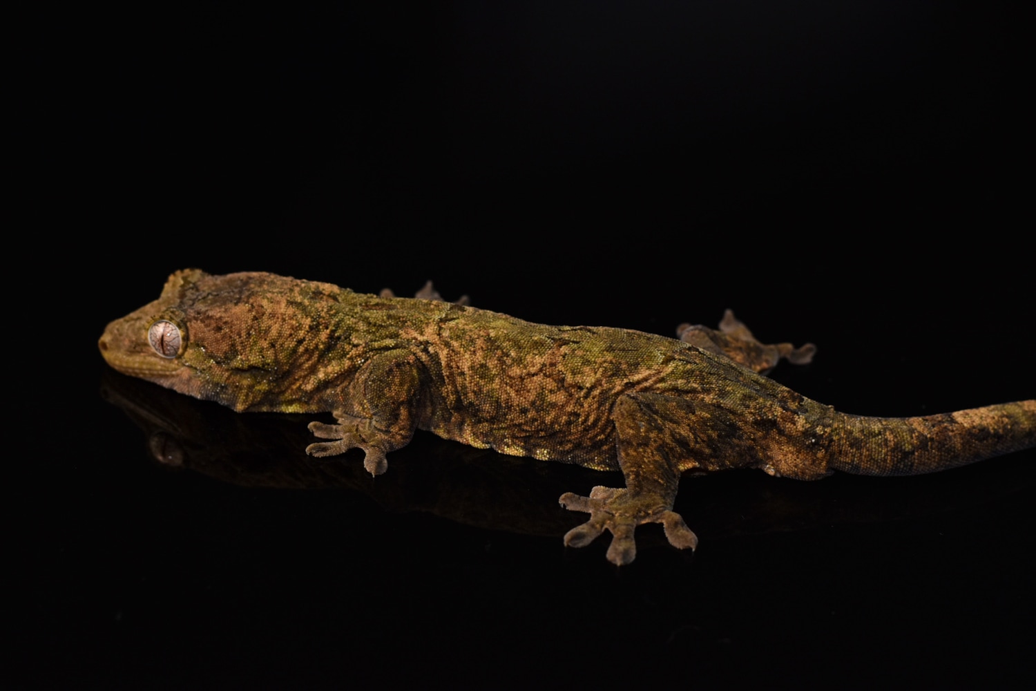 Pine Island Male Chahoua Gecko by Evolver Reptiles - MorphMarket