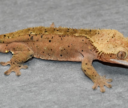 Evolver Reptiles - MorphMarket