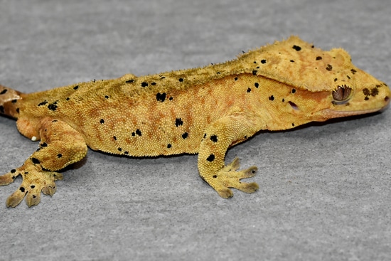 Brindle Dalmatian Crested Gecko by Evolver Reptiles