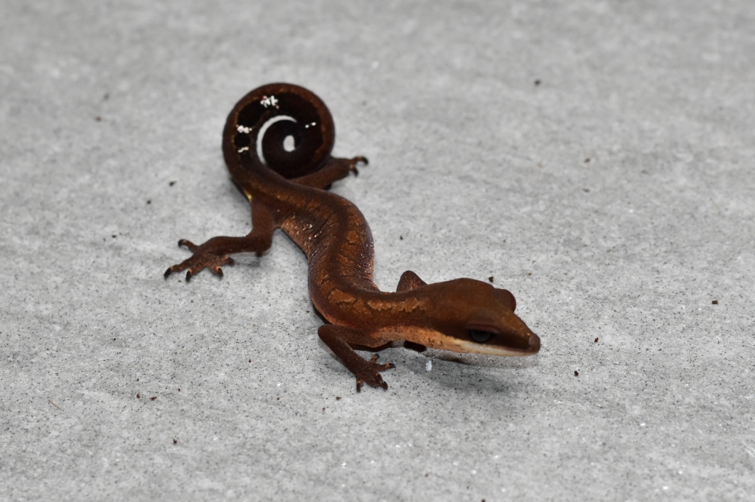 Captive Bred Malaysian Cat Gecko Other Gecko by Evolver Reptiles ...