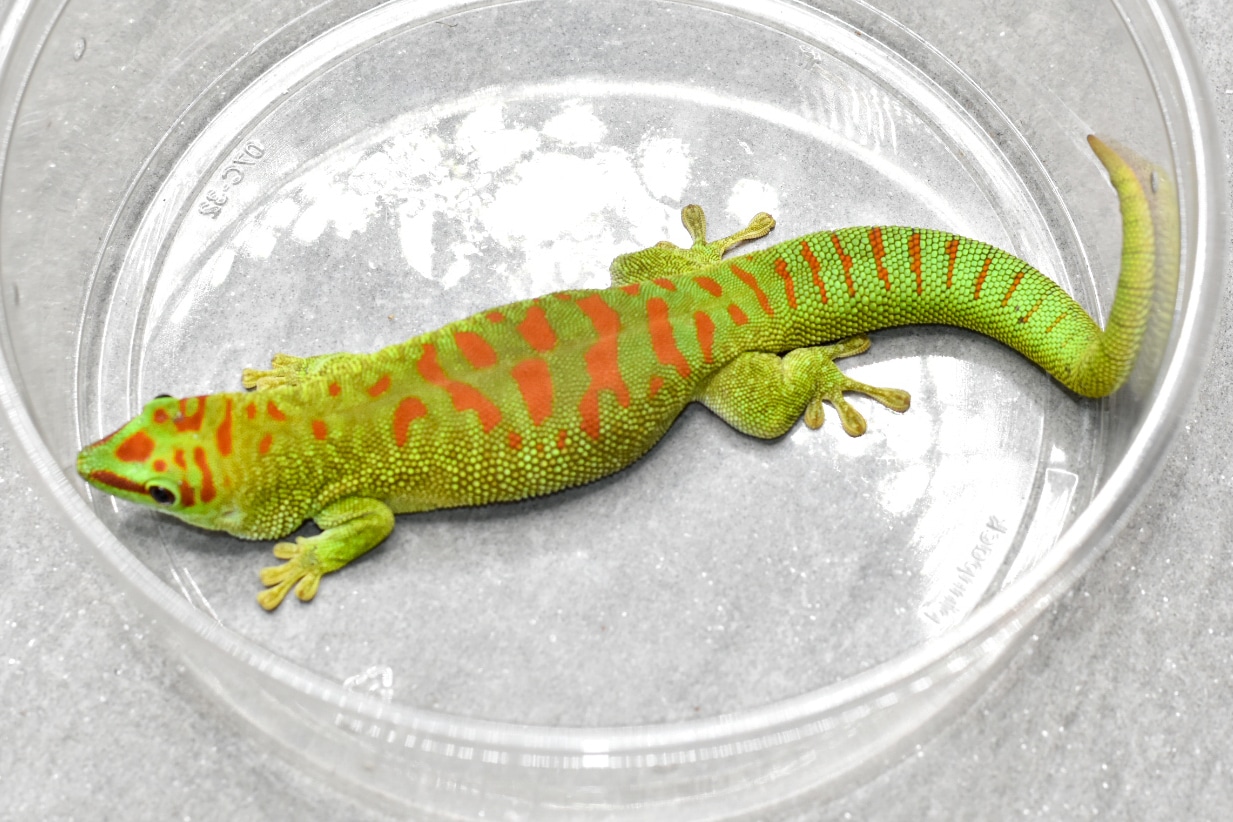 Captive Bred RTB Female Thick Red Stripes Day Gecko by Evolver Reptiles ...