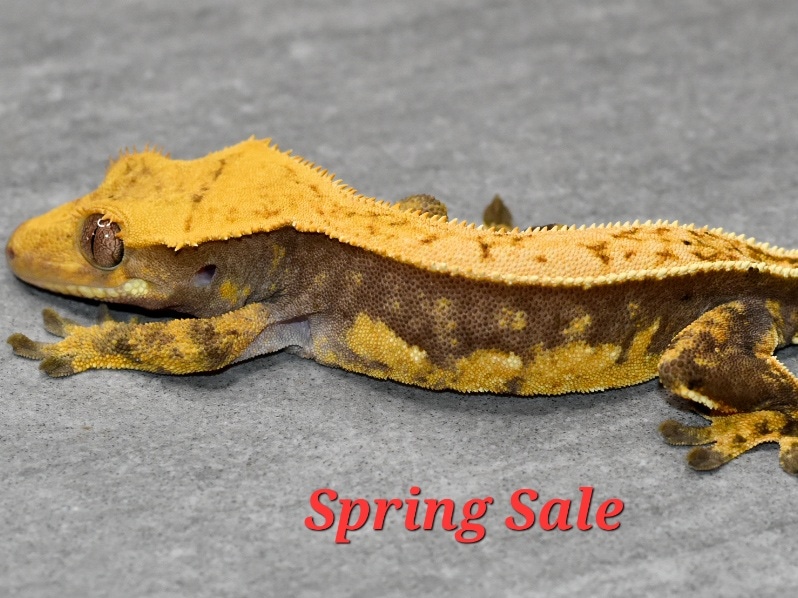 Partial Pinstripe Crested Gecko by Evolver Reptiles - MorphMarket