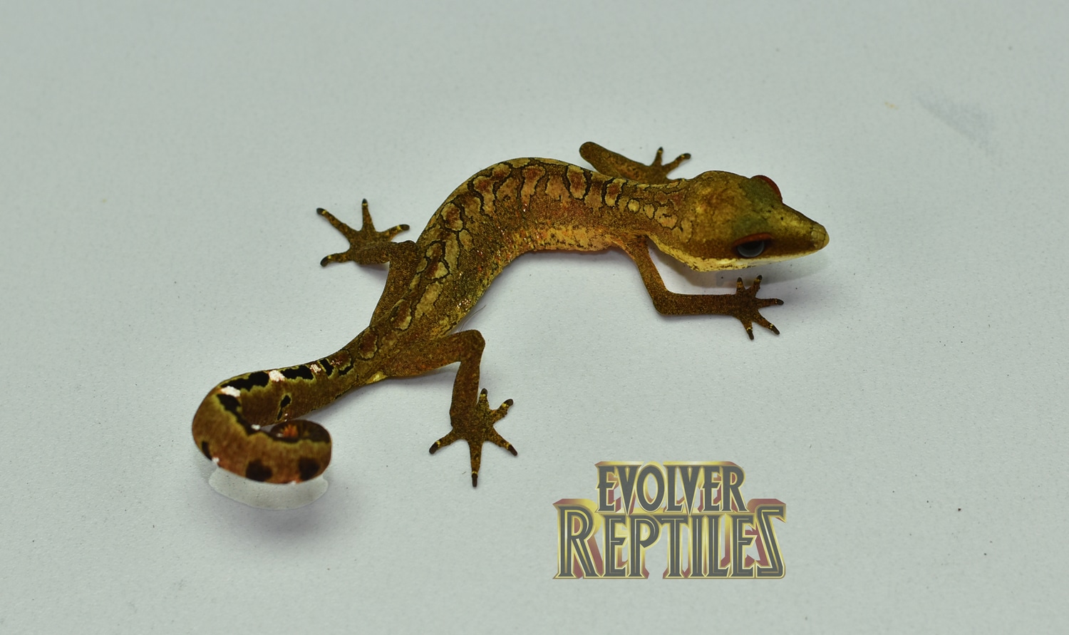 Captive Bred Cat Gecko More Gecko by Evolver Reptiles - MorphMarket