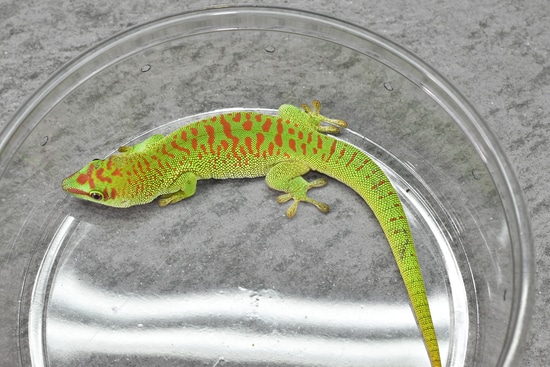 Adult Female Captive Bred Day Gecko by Evolver Reptiles